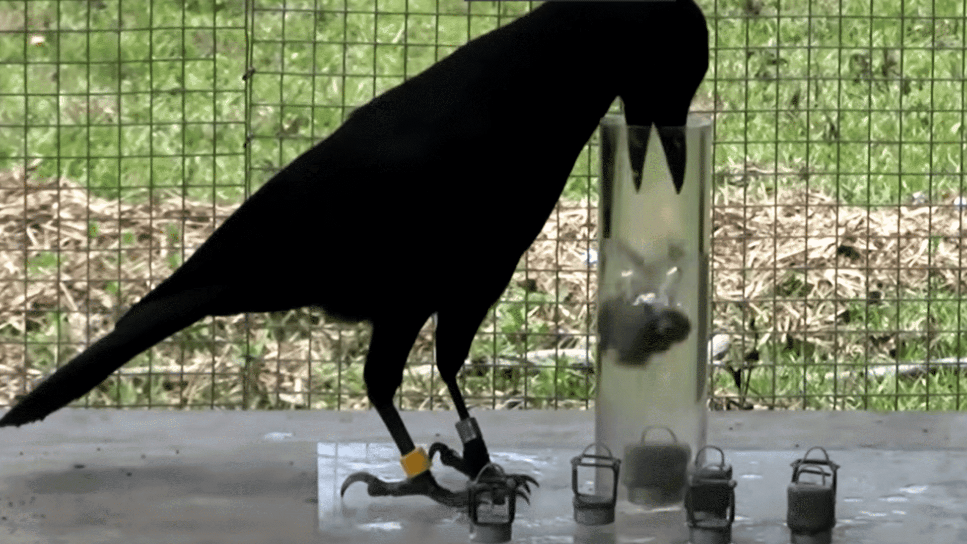 Clever Crows Showcase Physics Knowledge in Problem-Solving Tasks