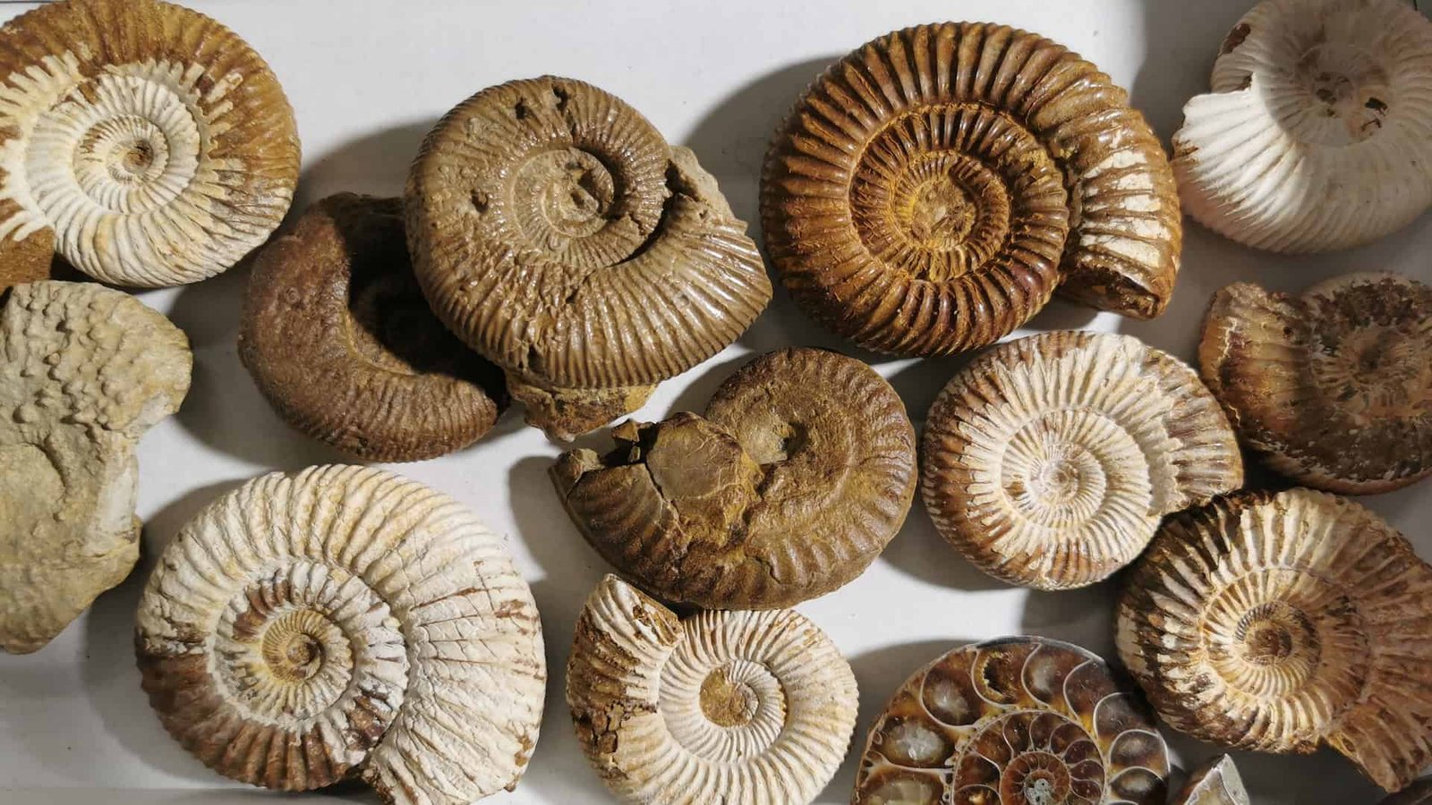 What Ancient Marine Fossils Tell Us About Ocean Life - discoverwildscience