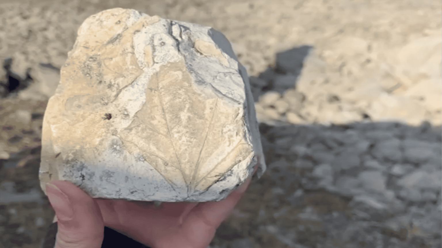 66 Million Year Old 'Mother Lode' of Fossils Discovered in Canada