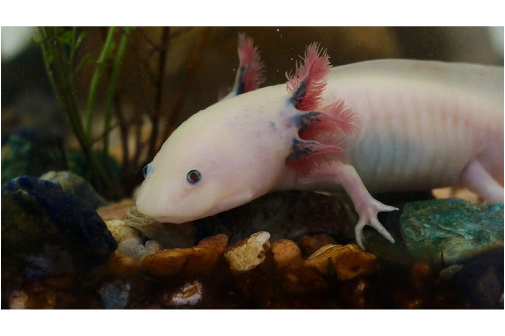 8 Animals With Unique Genetic Traits You Won’t Believe Exist ...