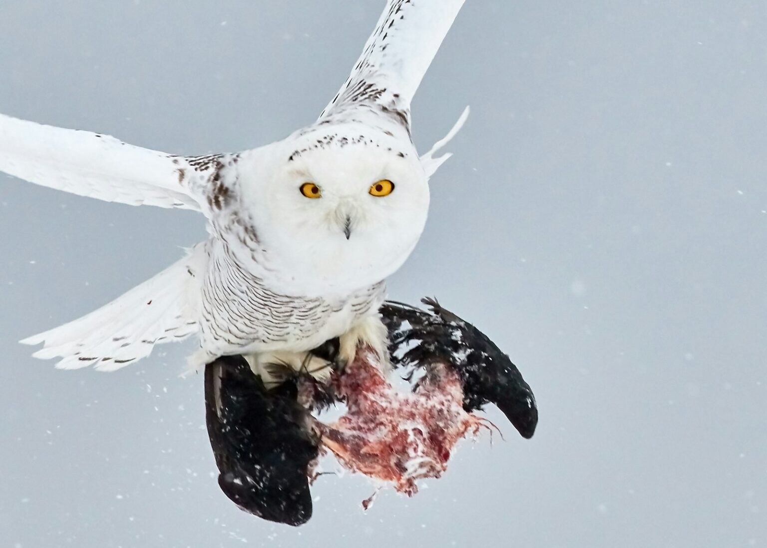 The Art of Hunting: How Predators in Nature Choose Their Prey ...