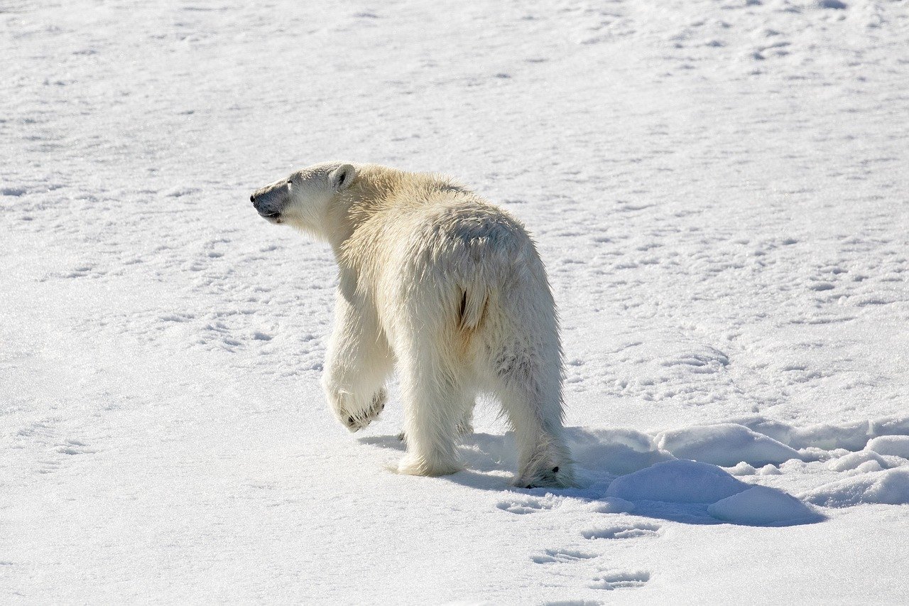 How Animals Adapt Their Behaviors to Survive in Extreme Environments ...