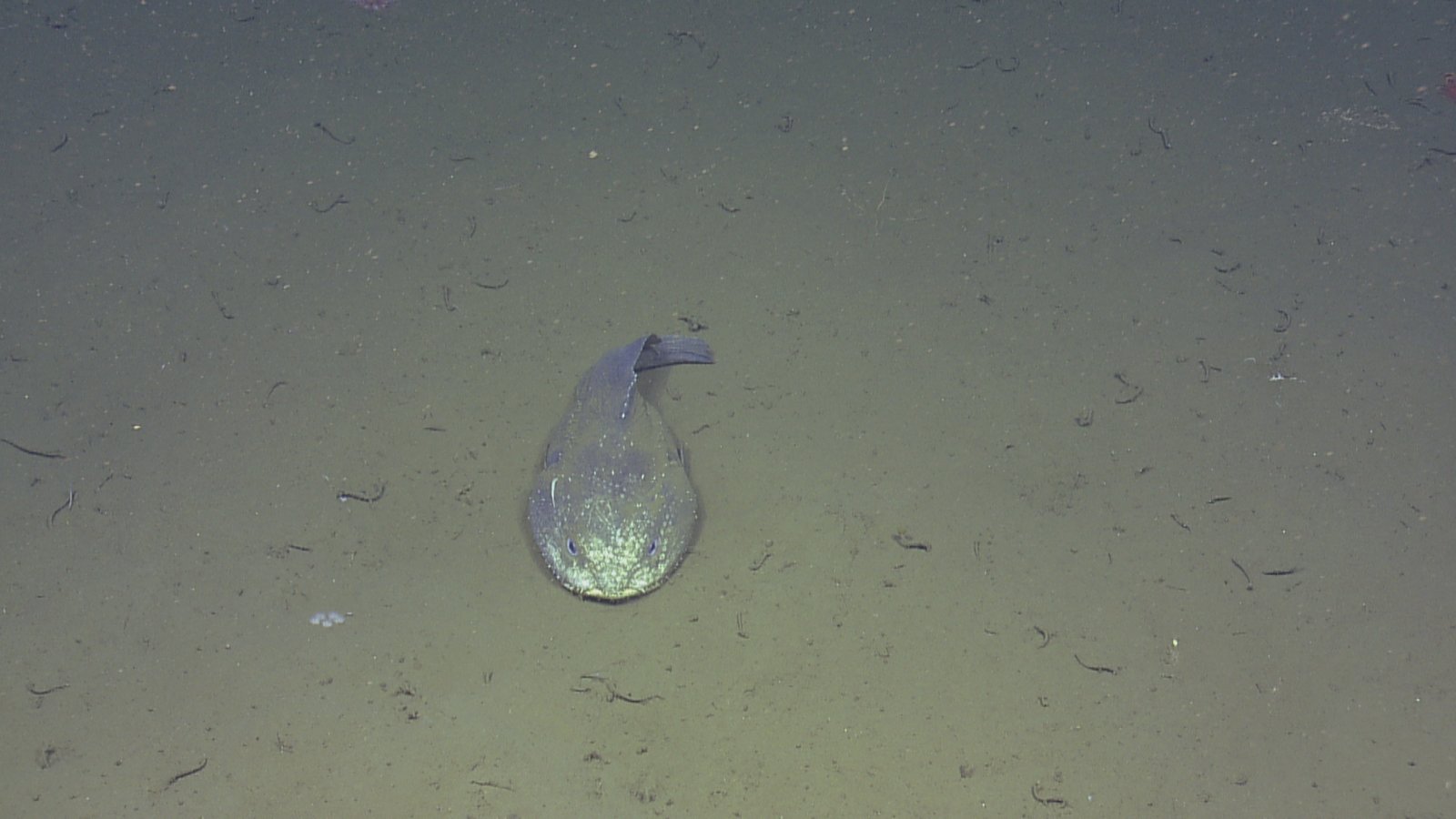 Meet the Blobfish: Why This Ugly Fish Is Actually Fascinating ... Meet the Blobfish: Why This Ugly Fish Is Actually Fascinating ...