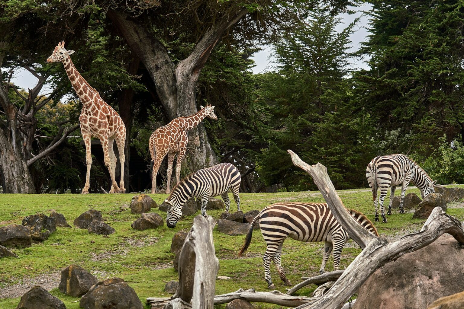 Careers in Zoology Working With Wildlife in Zoos Aquariums and ...