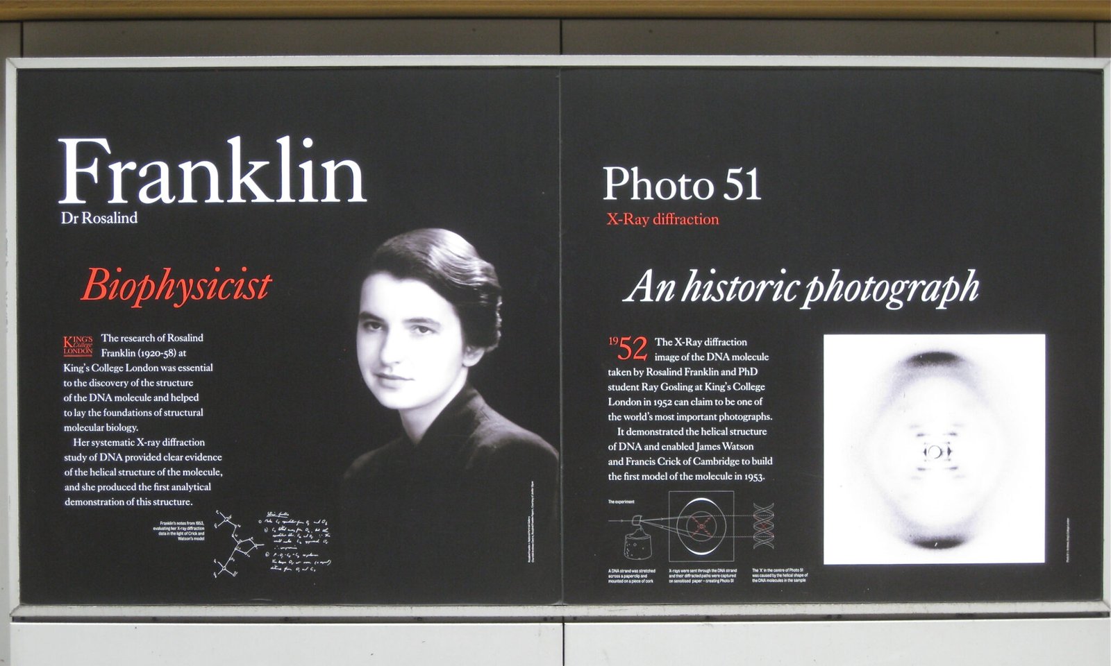 The Woman Who Discovered DNA’s Double Helix: Rosalind Franklin’s Vital ...
