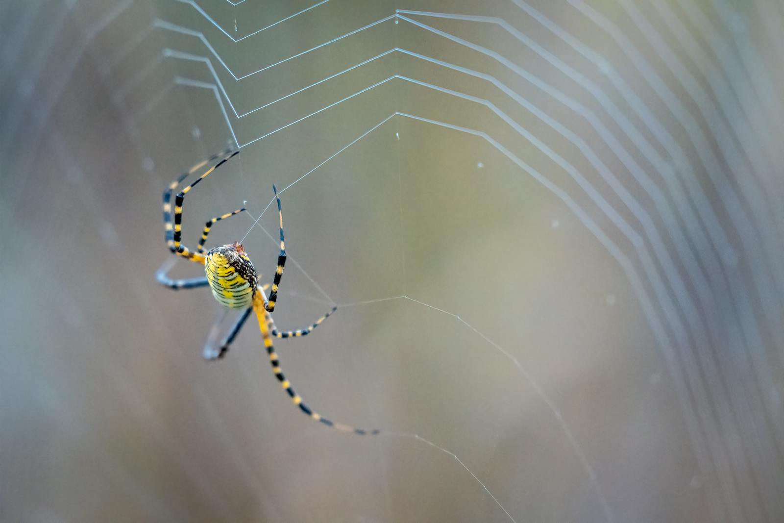 The Wasp That Turns Spiders Into Web-Building Zombies - discoverwildscience