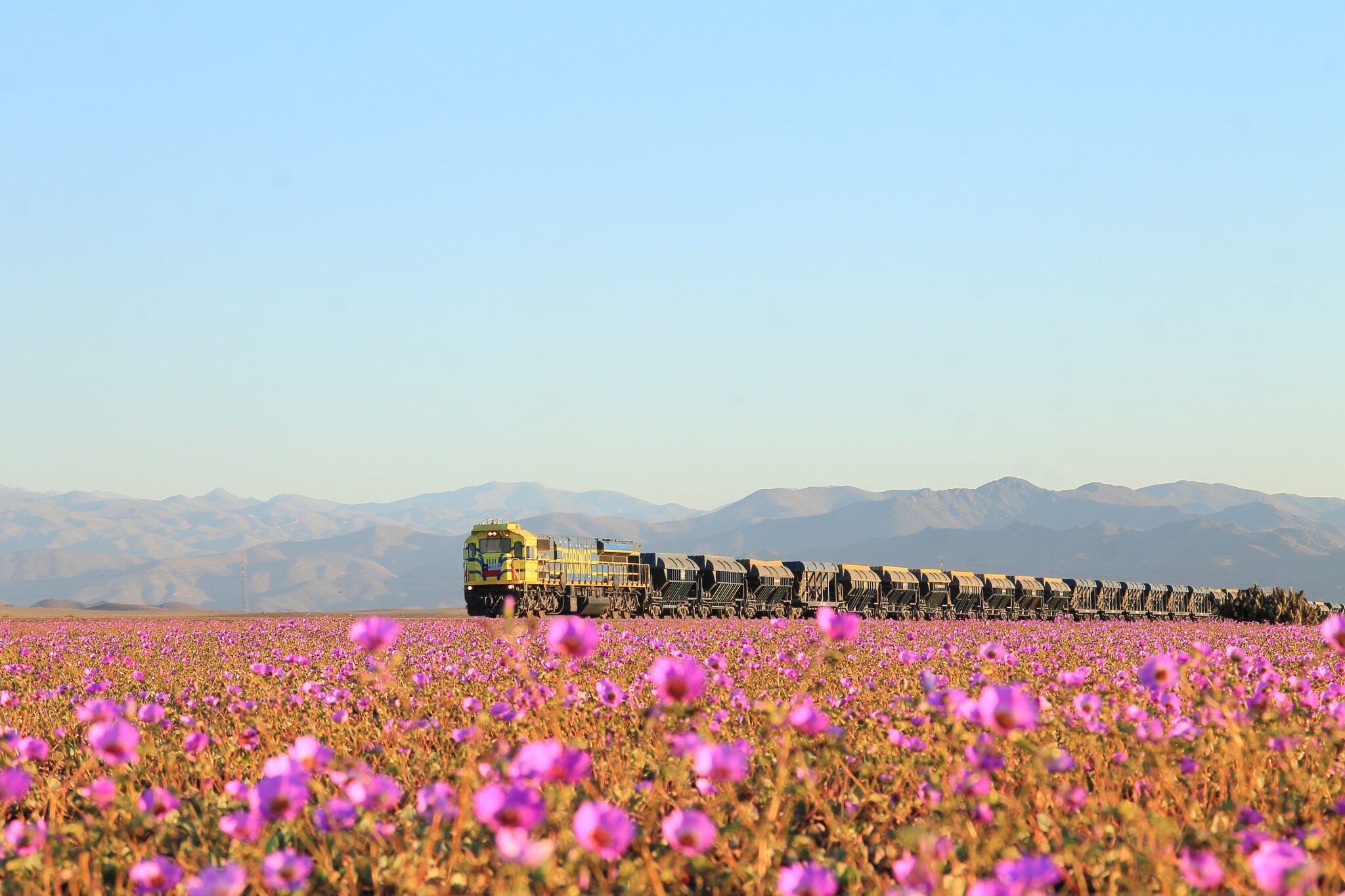 The Desert That Disappears: Why the Atacama Is Unlike Any Other ...