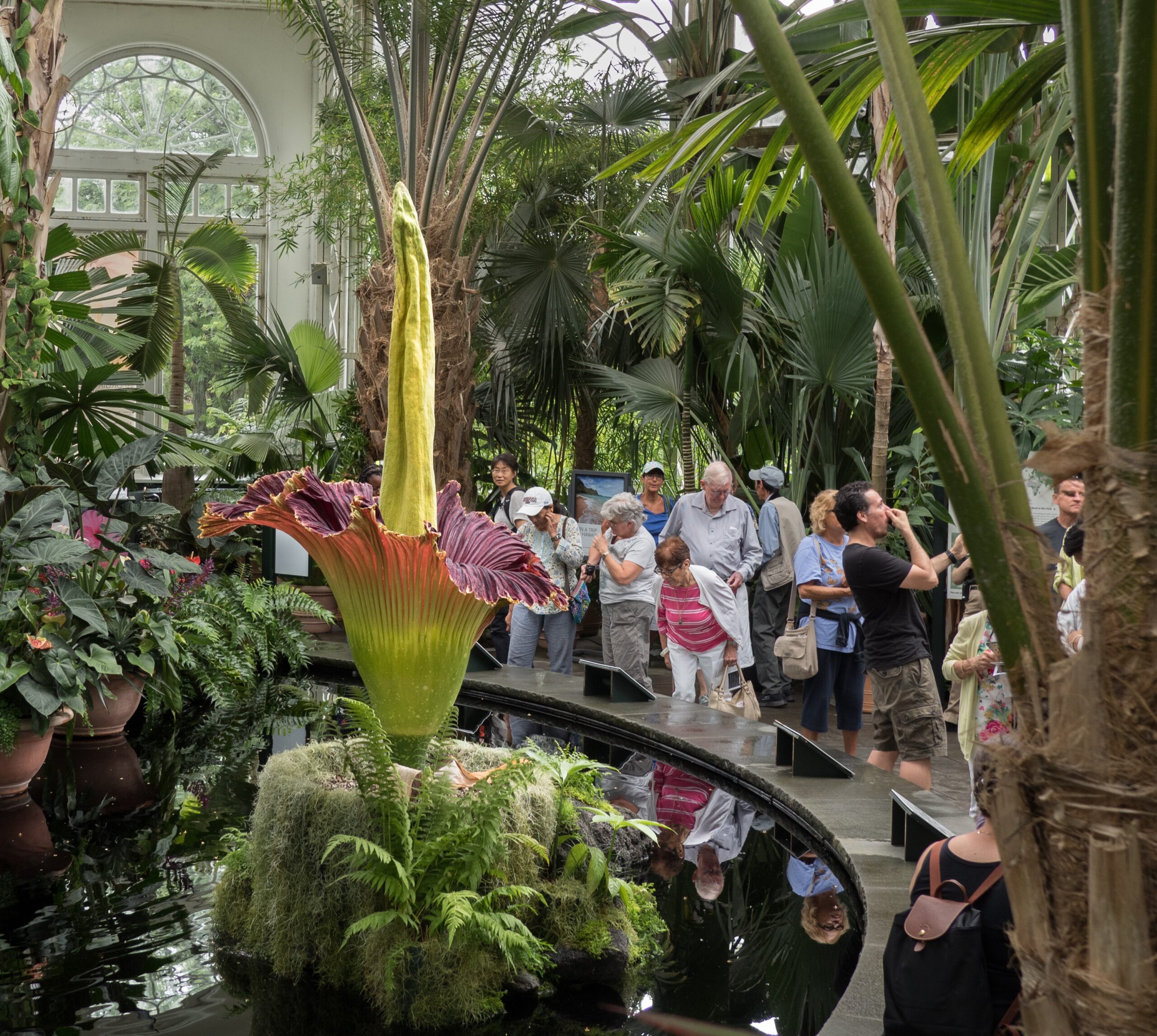 The Corpse Flower That Smells Like Rotting Flesh to Attract Pollinators ...
