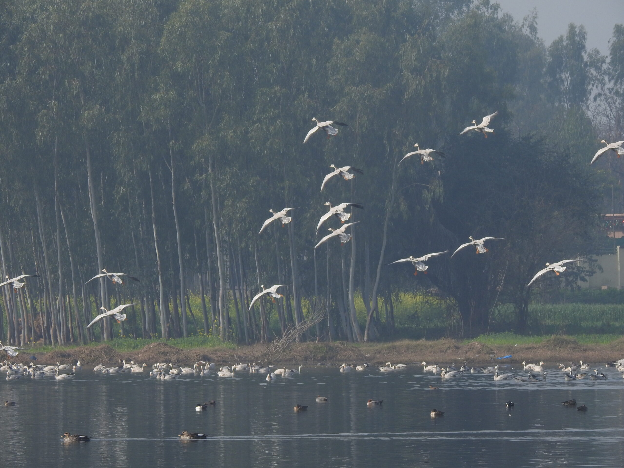 Celebrating World Migratory Bird Day With Incredible Feats of Avian ...