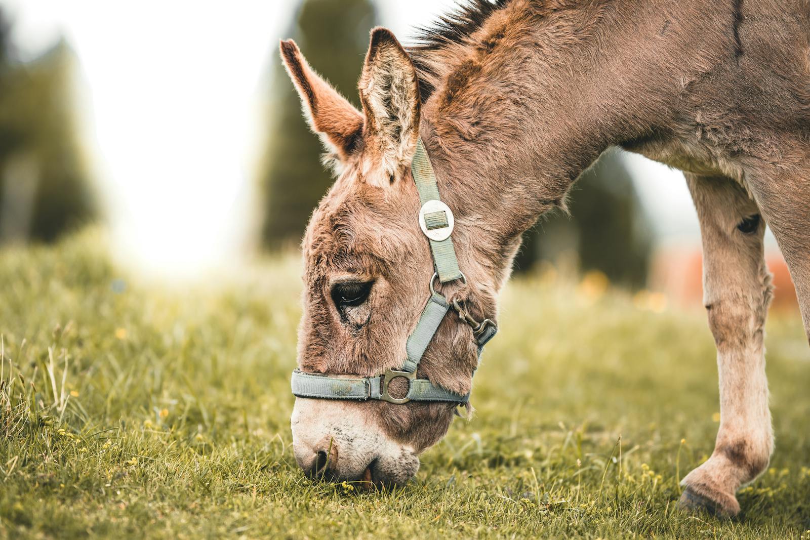 Why Donkeys Deserve More Respect: Celebrating World Donkey Day With ...