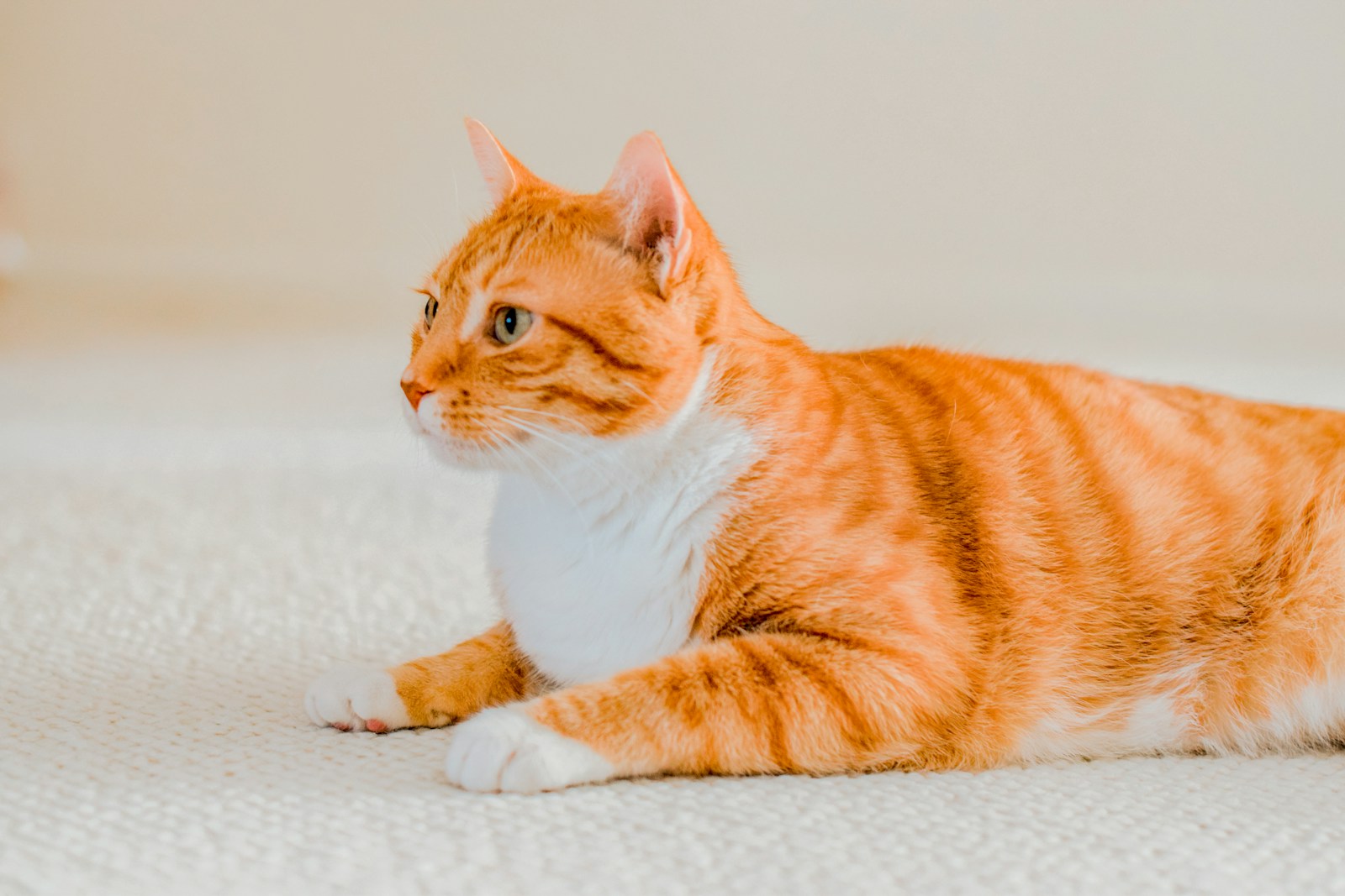Turns Out Orange Cats Have a Genetic Superpower Here’s What That Means ...