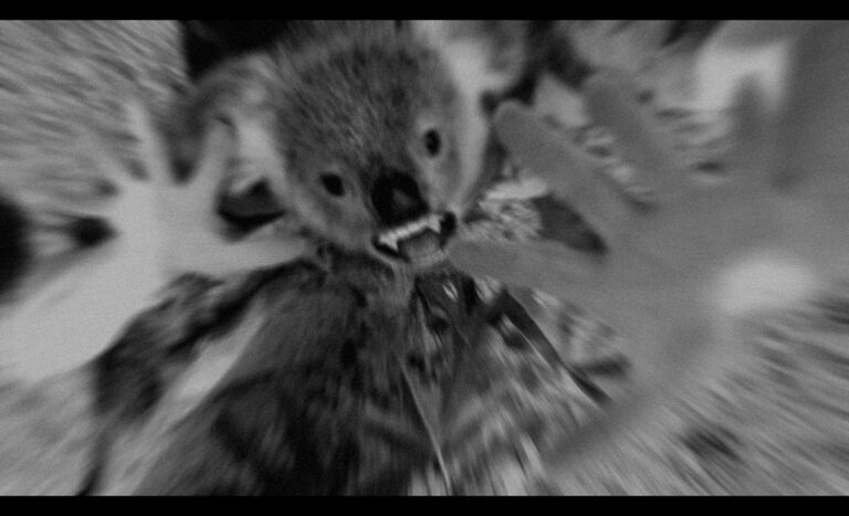 The Drop Bear Isn’t Real, But the Science of Why You Believed It Might ...