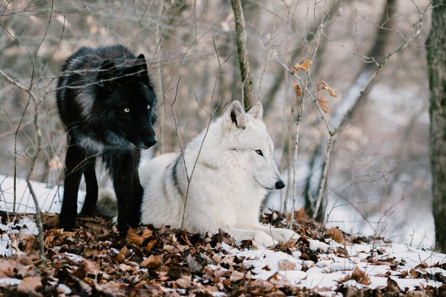 Can AI Talk Wolf? Inside Yellowstone’s High-Tech Wildlife Revolution ...