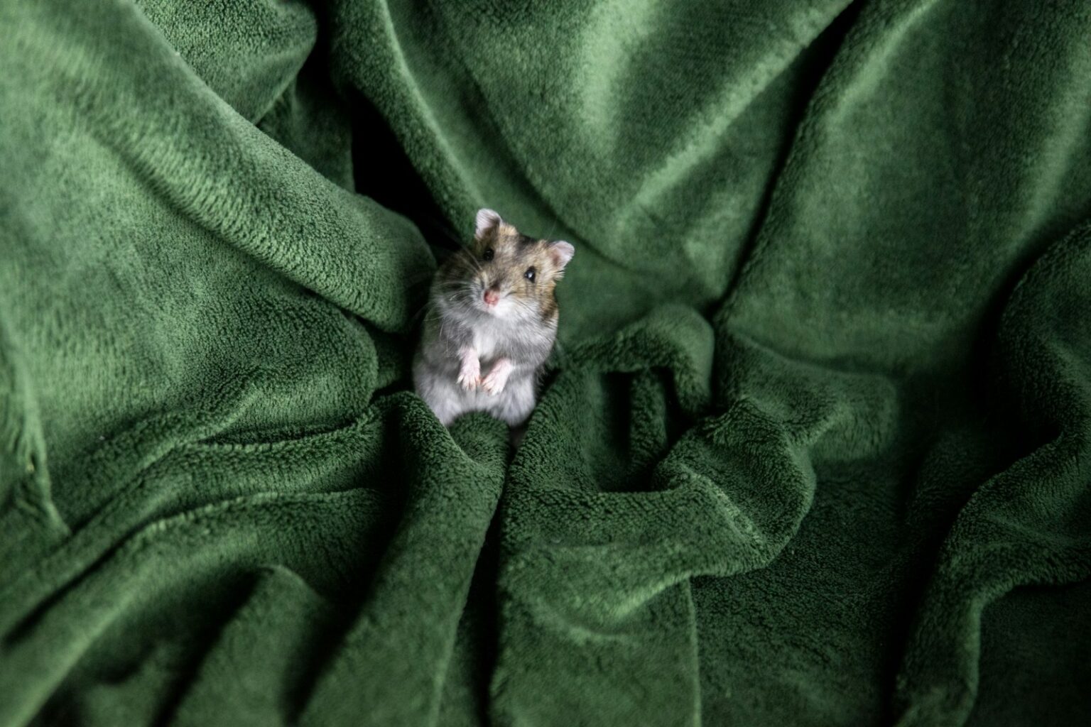 Do Hamsters Recognize Their Owners? What the Research Says About Tiny ...