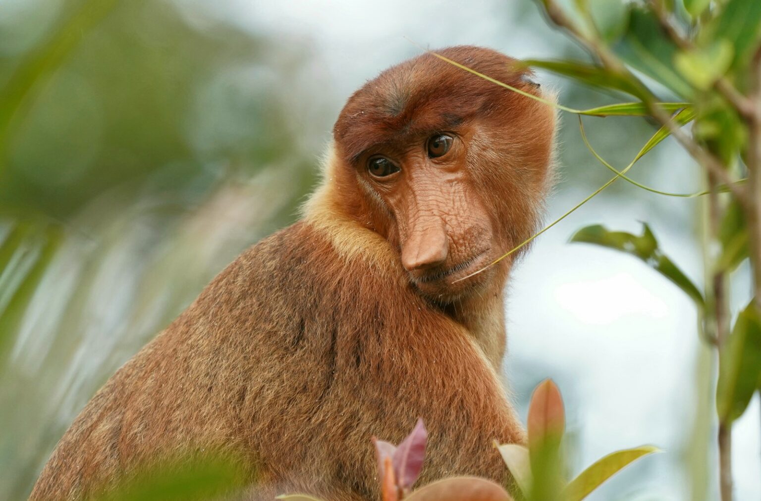 Proboscis Monkeys: Evolution’s Bizarre Nose Experiment and the River ...