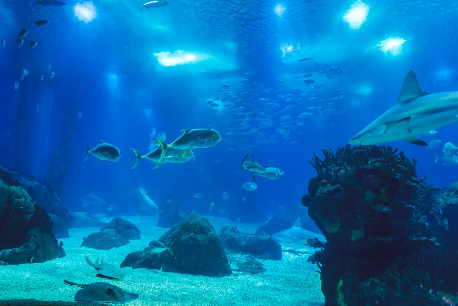 Hope on the Horizon? The UN’s Deep Dive into Ocean Health ...