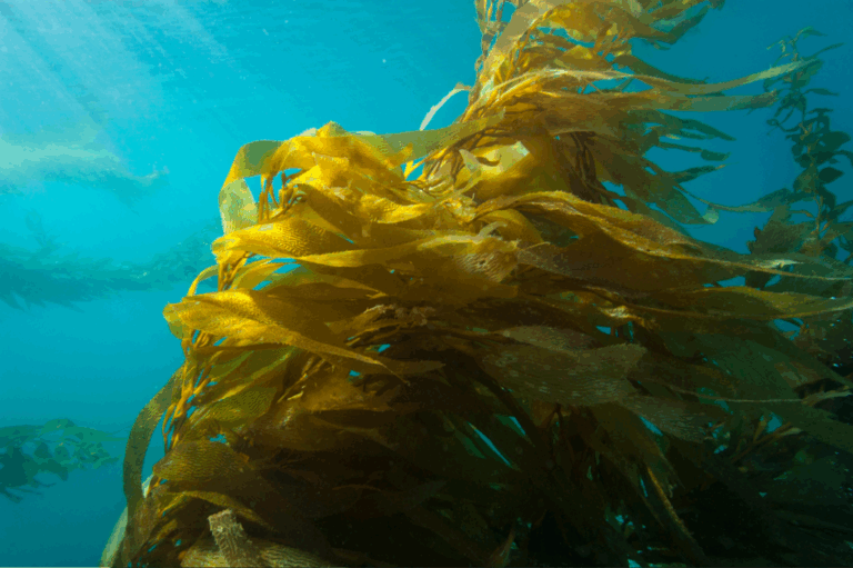 The Ripple Effect of Kelp Forest Collapse on Marine Food Webs ...