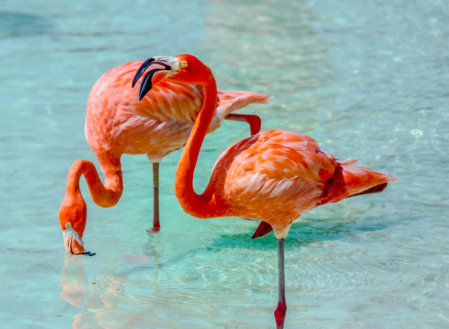 Queer by Nature: Same-Sex Behavior Across the Animal Kingdom ...