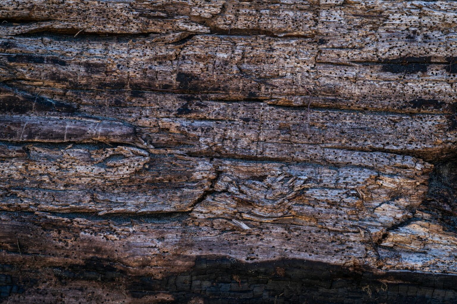 From Leaf to Pill: How Willow Trees Gave Us Aspirin - discoverwildscience