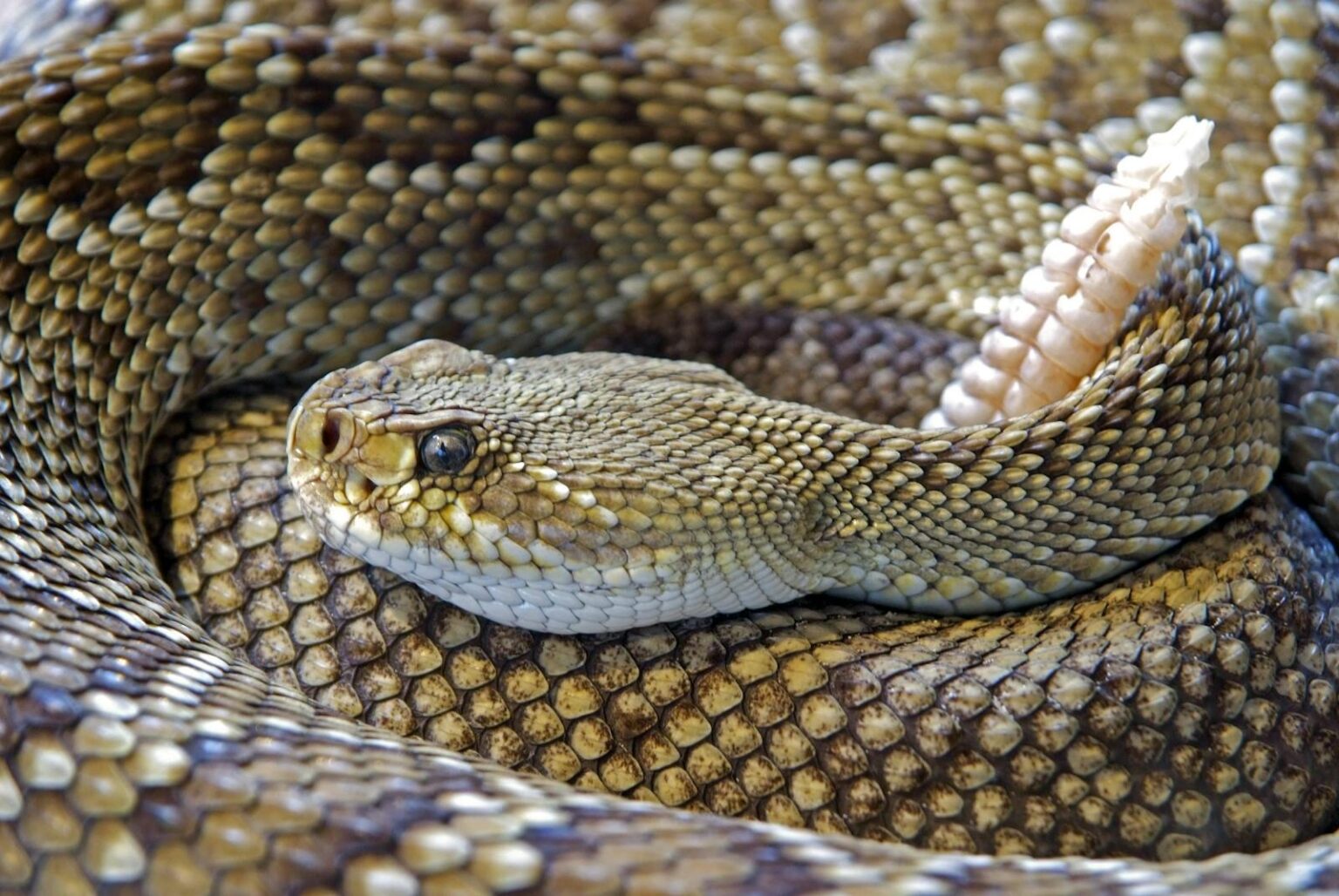Spitting Cobras and the Science Behind Their 2-Meter Venom Spray ...