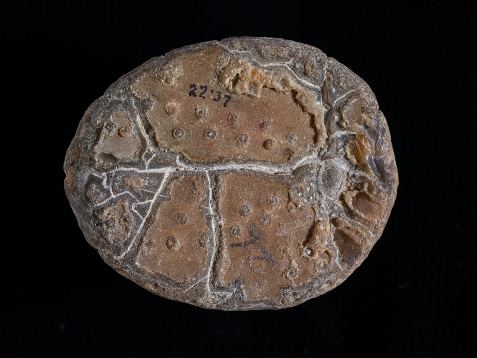 Can Rocks Remember the Past? A Look Into Fossils for Curious Kids ...