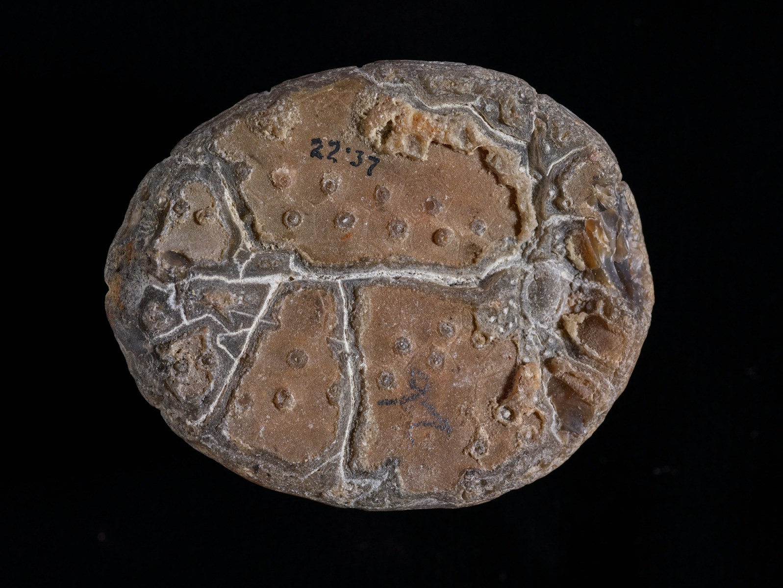 Can Rocks Remember the Past? A Look Into Fossils for Curious Kids ...