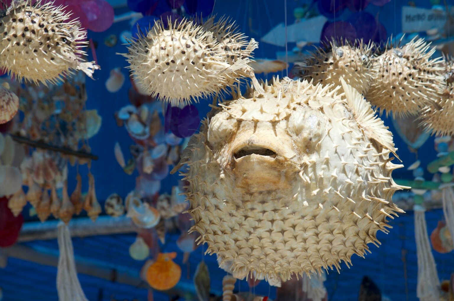 The Mystery of the Fish That Builds Sandcastles to Impress a Mate ...