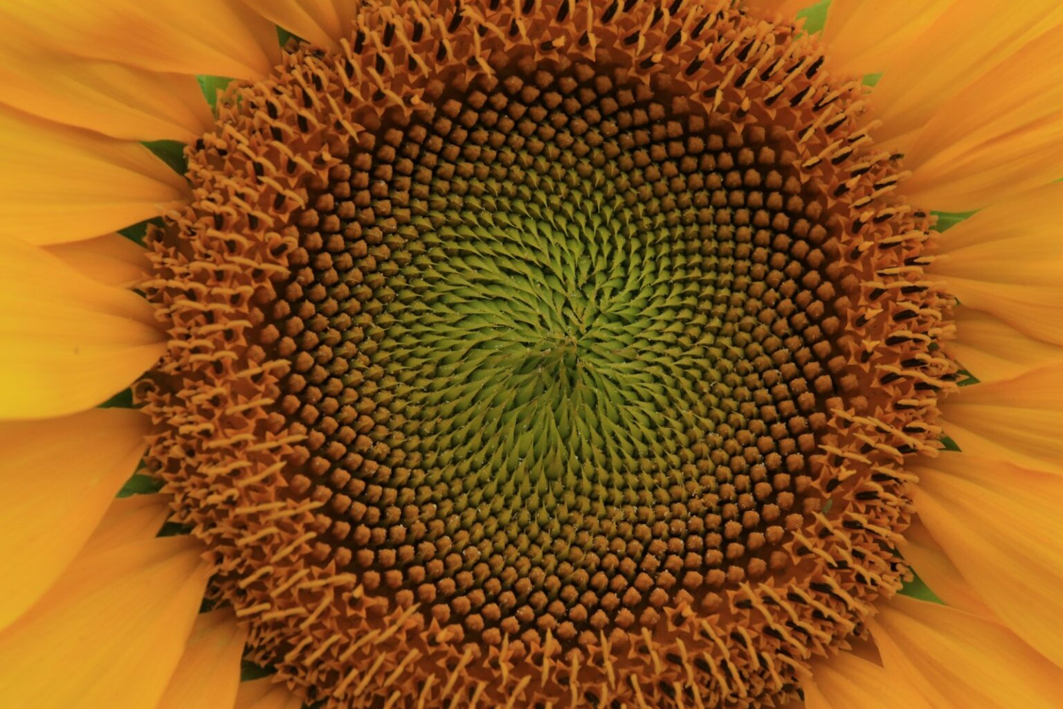 The Fibonacci Sequence: Nature's Hidden Code in Everything ...