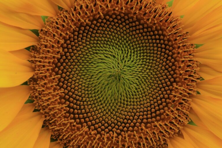 The Fibonacci Sequence: Nature's Hidden Code in Everything ...