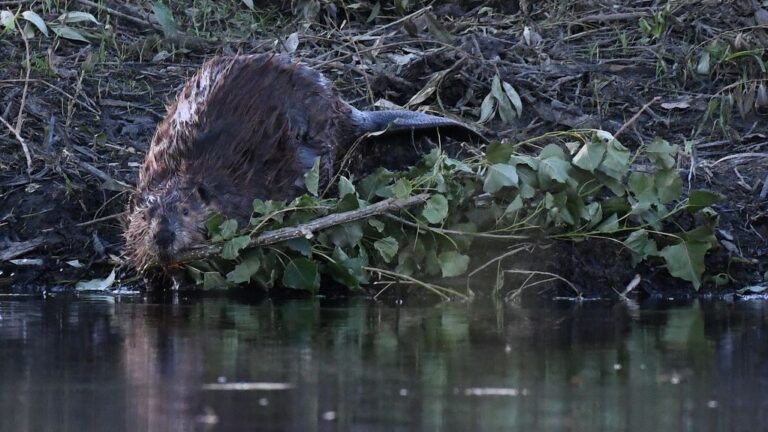11 Incredible Facts About Beavers That Quietly Reshape Entire ...