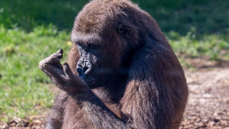 12 Scientific Facts About Animal Intelligence That Will Change How You ...